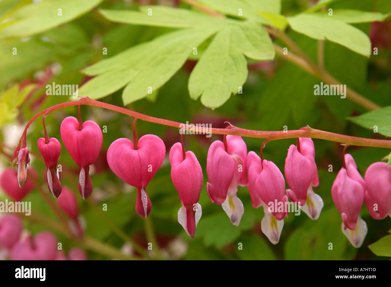 Foliage bleeding hearts hi-res stock photography and images - Alamy
