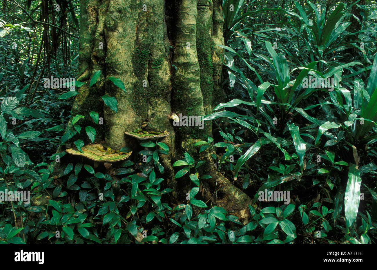 Chirinda Forest Reserve Eastern Highlands Zimbabwe Stock Photo - Alamy