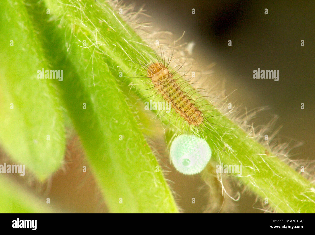 Metalmark butterfly caterpillar hi-res stock photography and images - Alamy