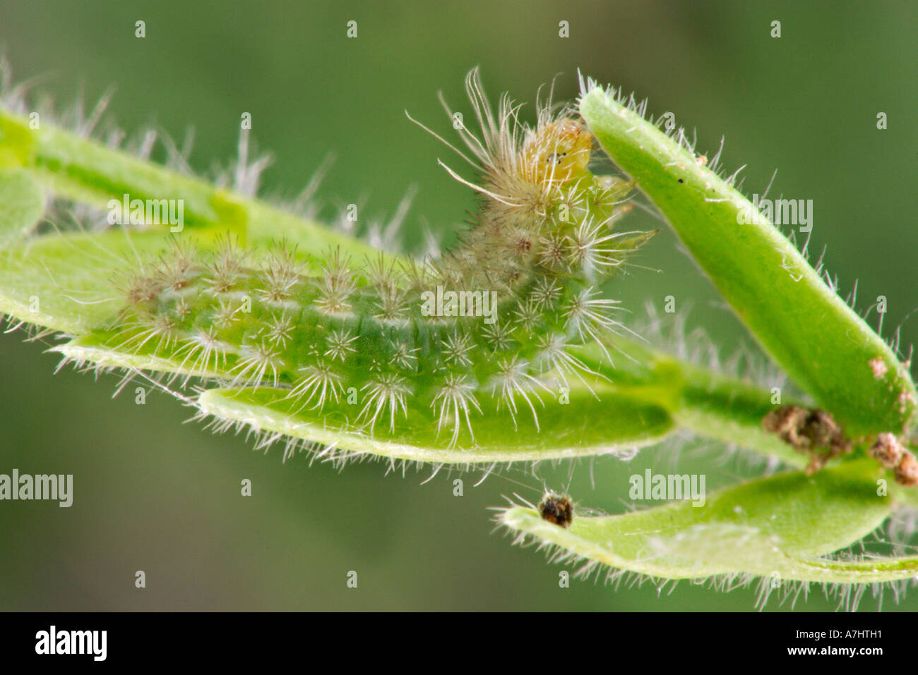 Palmer s Metalmark Stock Photo - Alamy