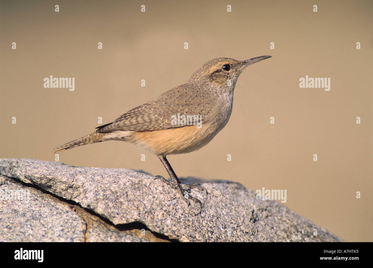 Rock wren image hi-res stock photography and images - Alamy