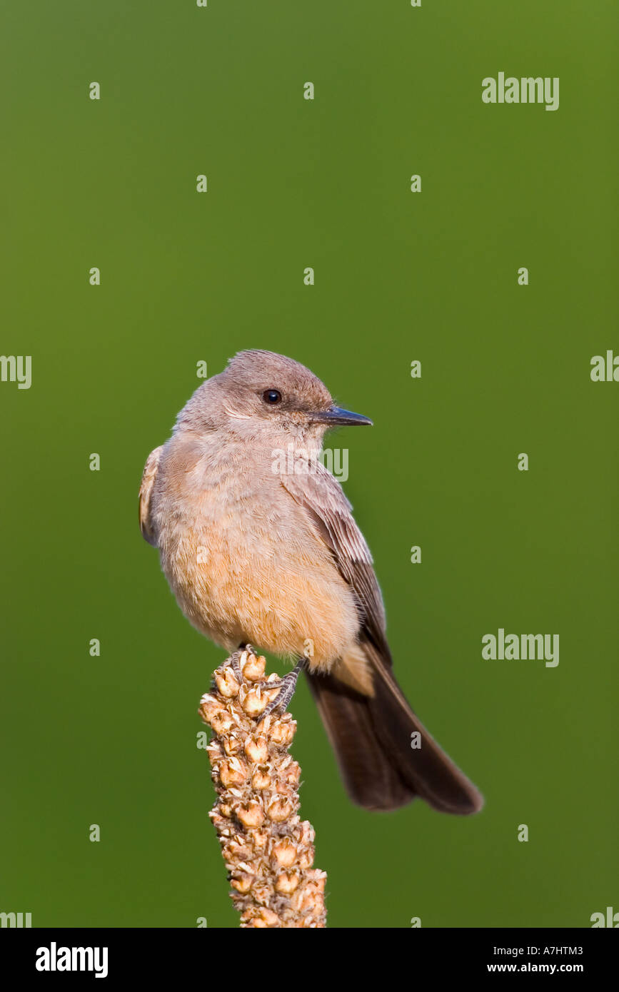 Say s Phoebe Stock Photo - Alamy