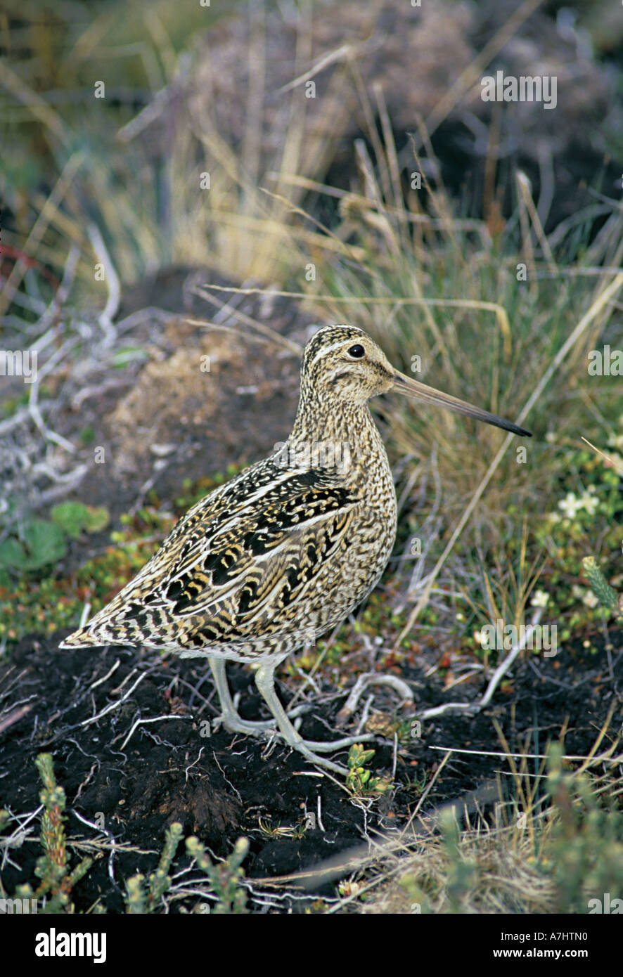 Close up snipe image hi-res stock photography and images - Alamy
