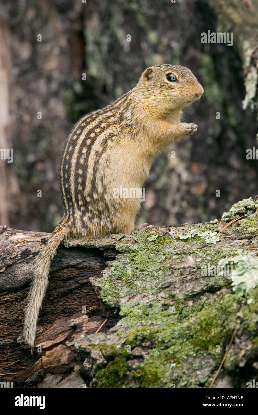 Thirteen lined Ground Squirrel Stock Photo - Alamy