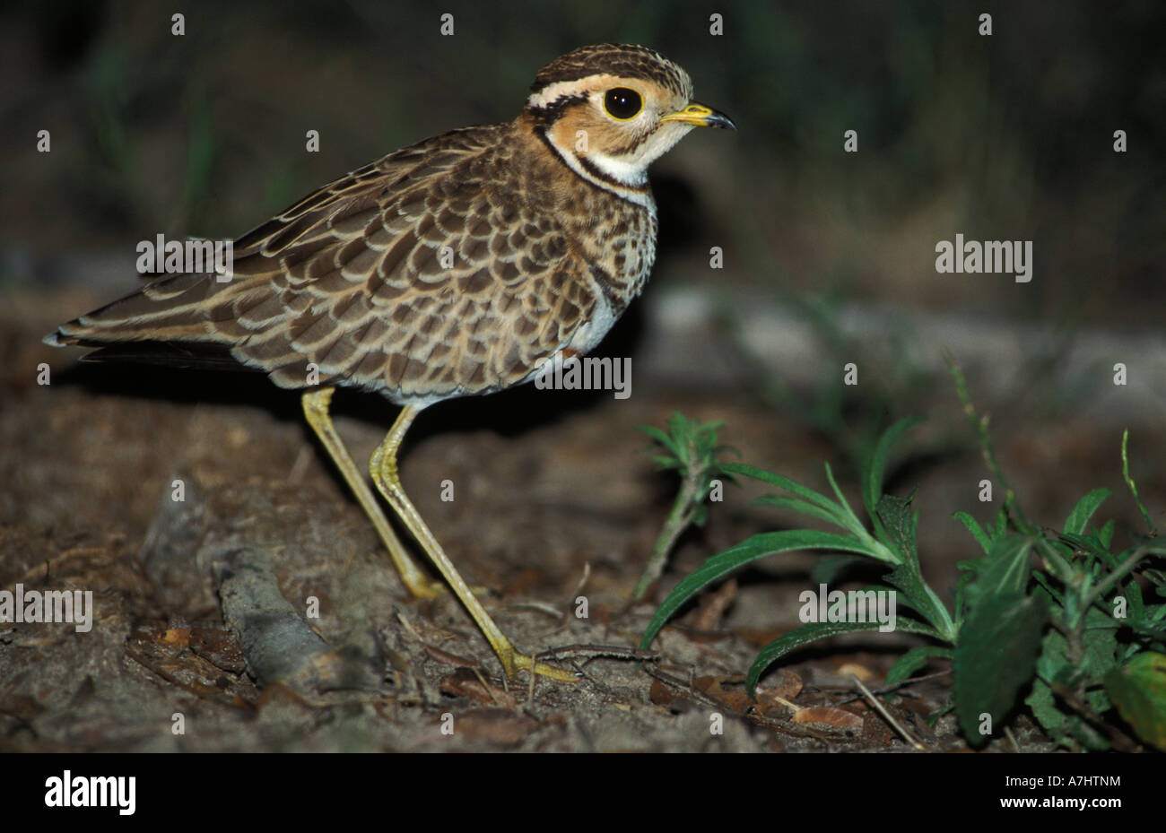 Rhinoptilus cinctus hi-res stock photography and images - Alamy