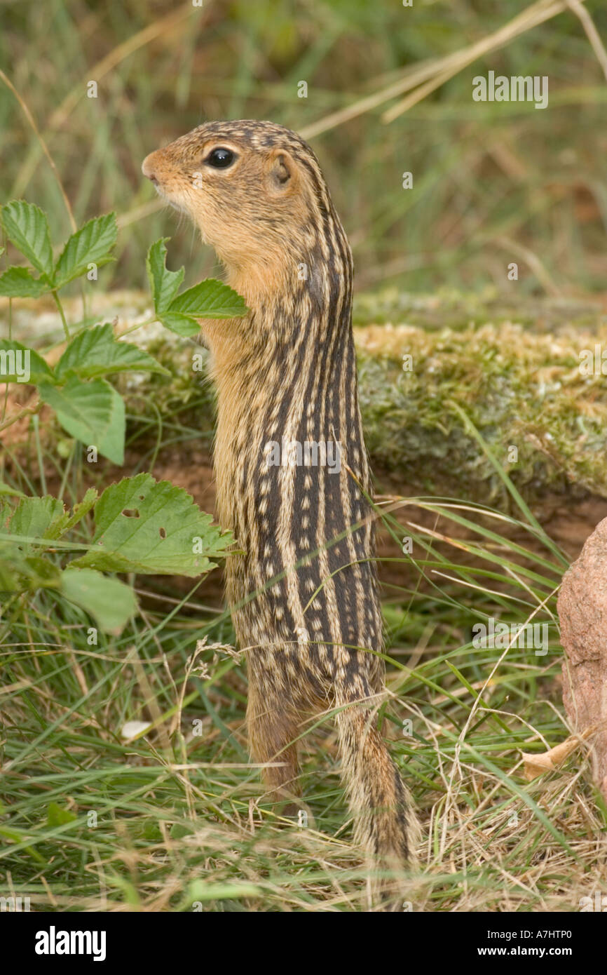 Thirteen-lined Ground Squirrel Stock Photo - Alamy