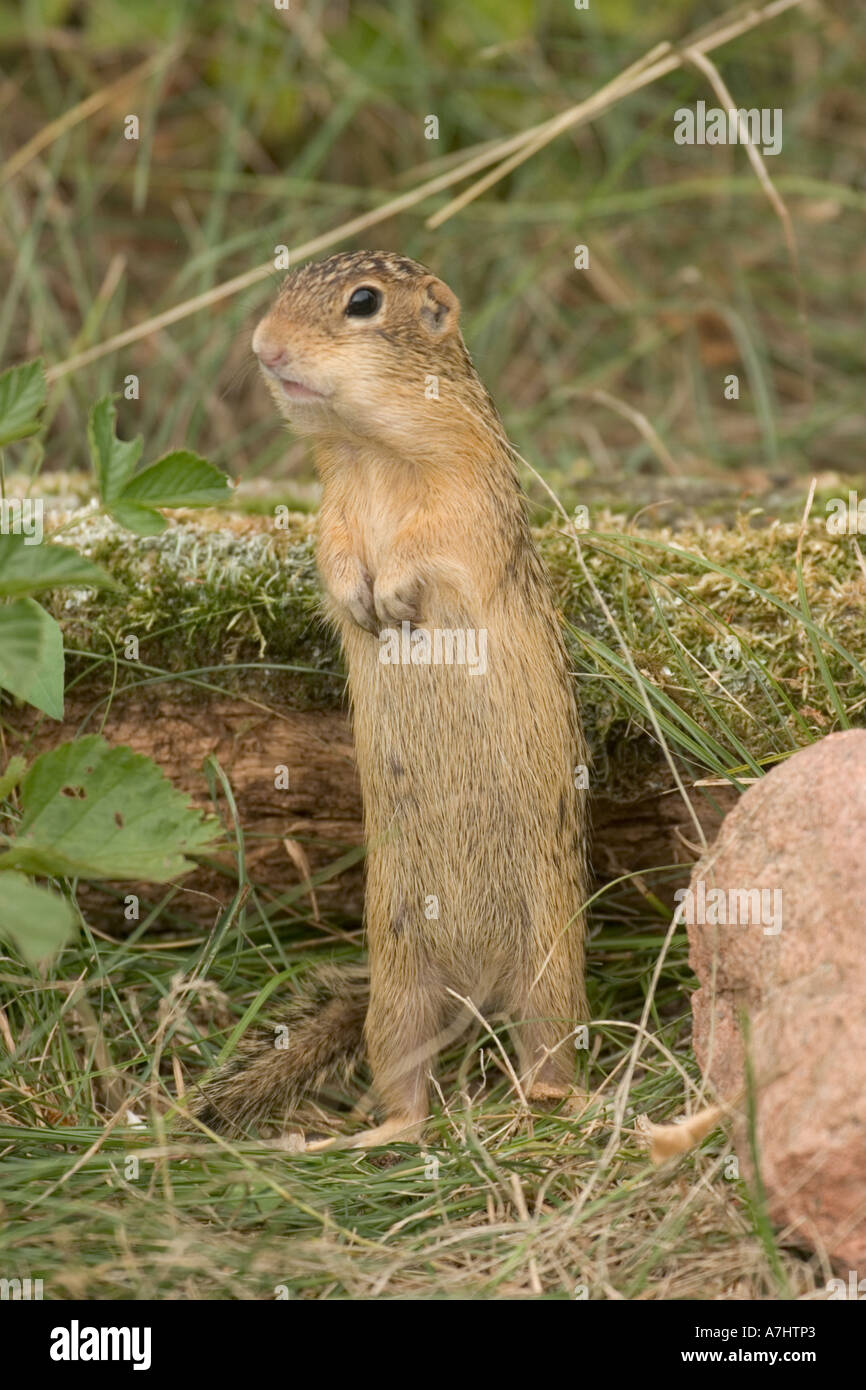 Thirteen-lined Ground Squirrel Stock Photo - Alamy