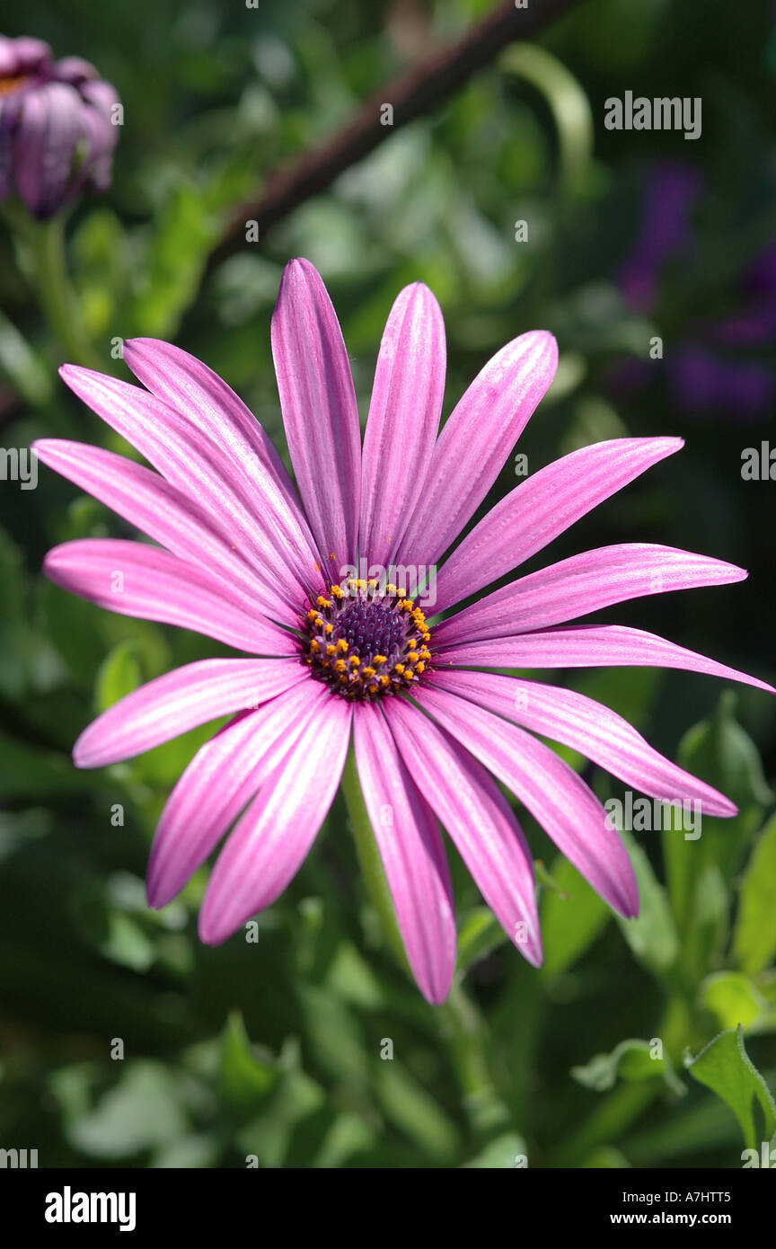 purple daisy flower Stock Photo - Alamy