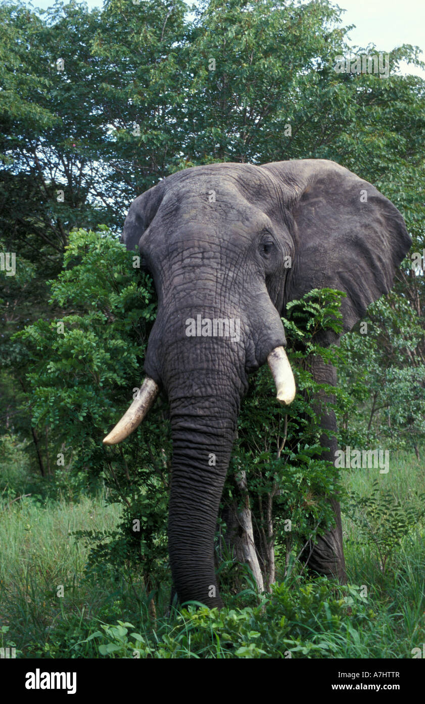 Zimbabwean elephants hi-res stock photography and images - Alamy