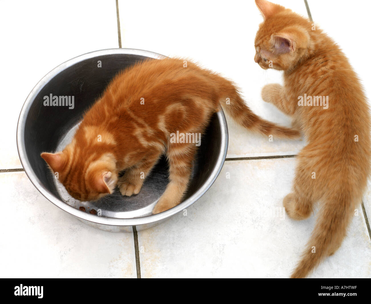 Two dogs and two cats hi-res stock photography and images - Alamy