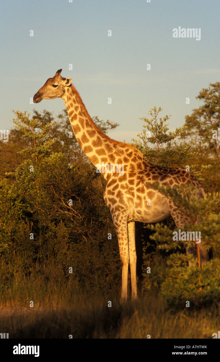 Southern giraffe Giraffa camelopardalis giraffa Hwange National Park ...