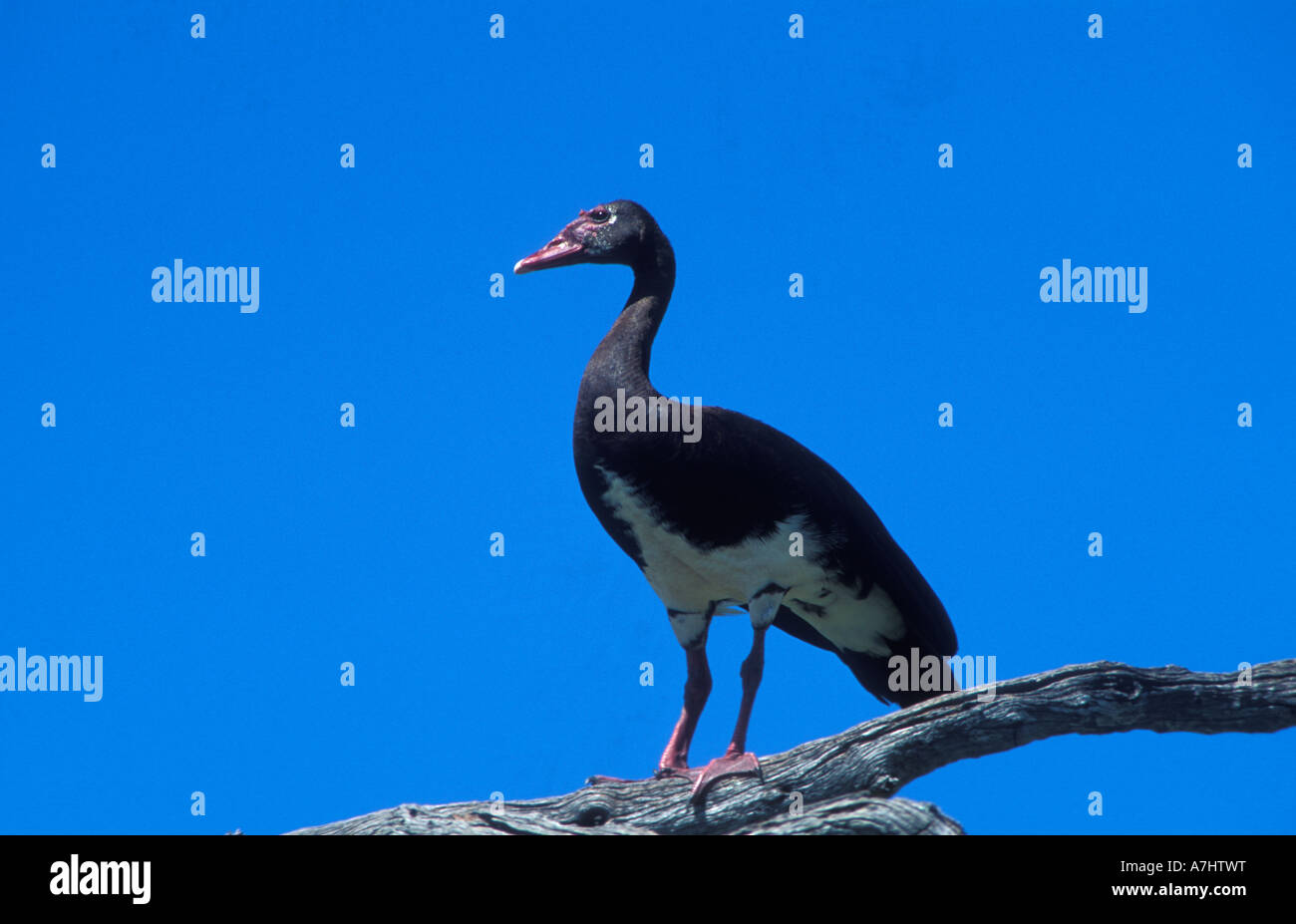 Spur-winged goose Plectropterus gambensis Hwange National Park Zimbabwe ...
