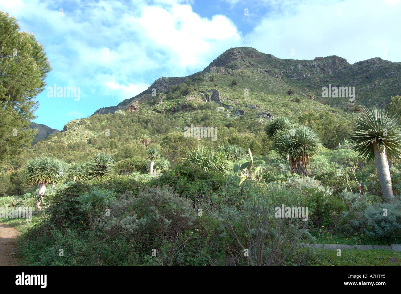 Dragon tree resin hi-res stock photography and images - Alamy