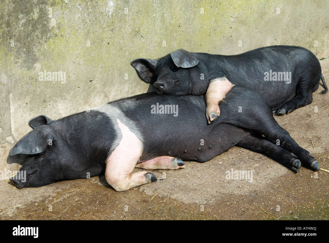 Saddleback pigs asleep in a pig sty Stock Photo - Alamy