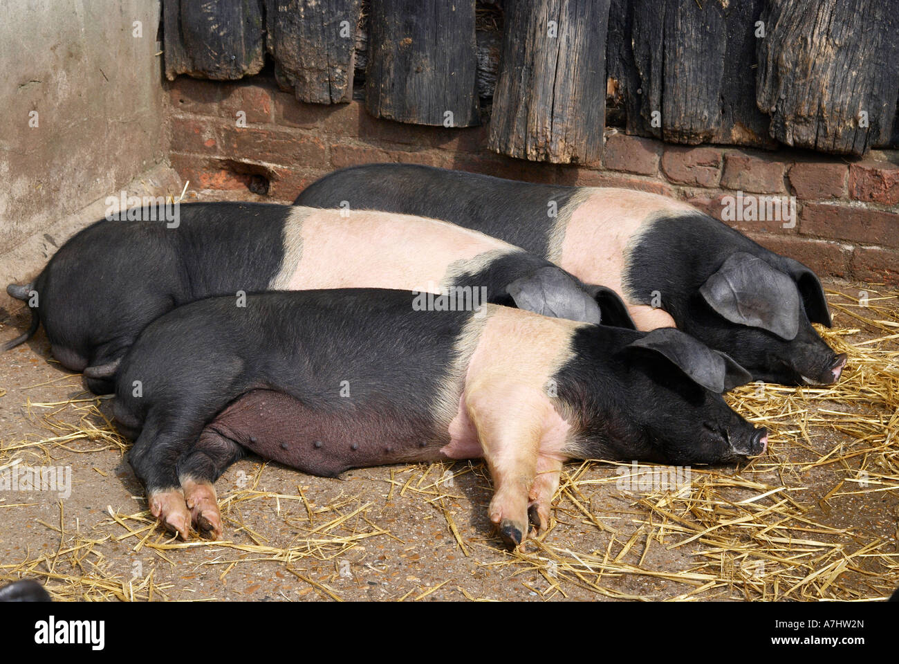 Pigs sty hi-res stock photography and images - Alamy