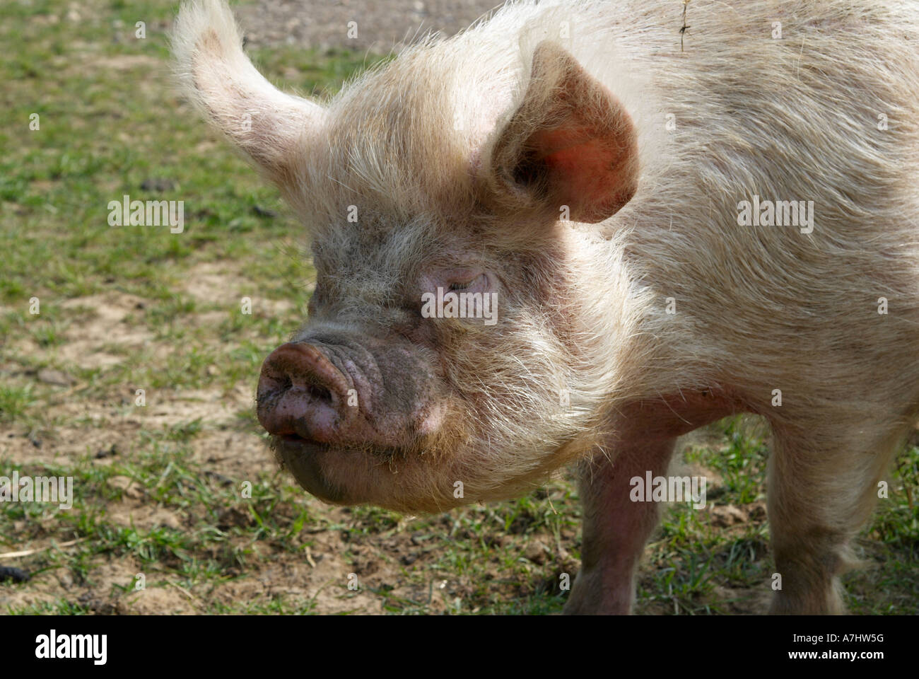 Middle White Pig High Resolution Stock Photography and Images - Alamy
