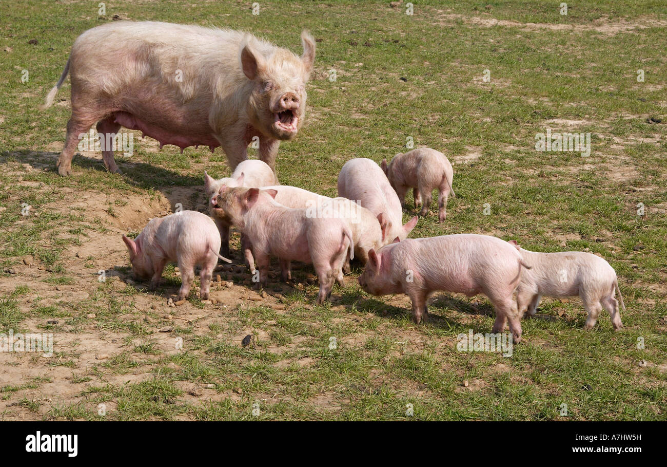 Middle White sow with piglets in grassy field Stock Photo - Alamy