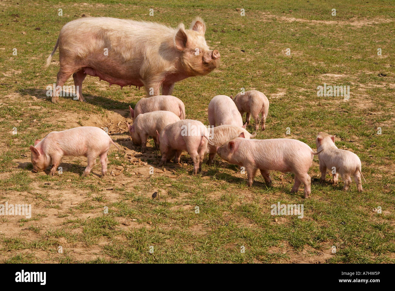 Middle White sow with piglets in grassy field Stock Photo - Alamy