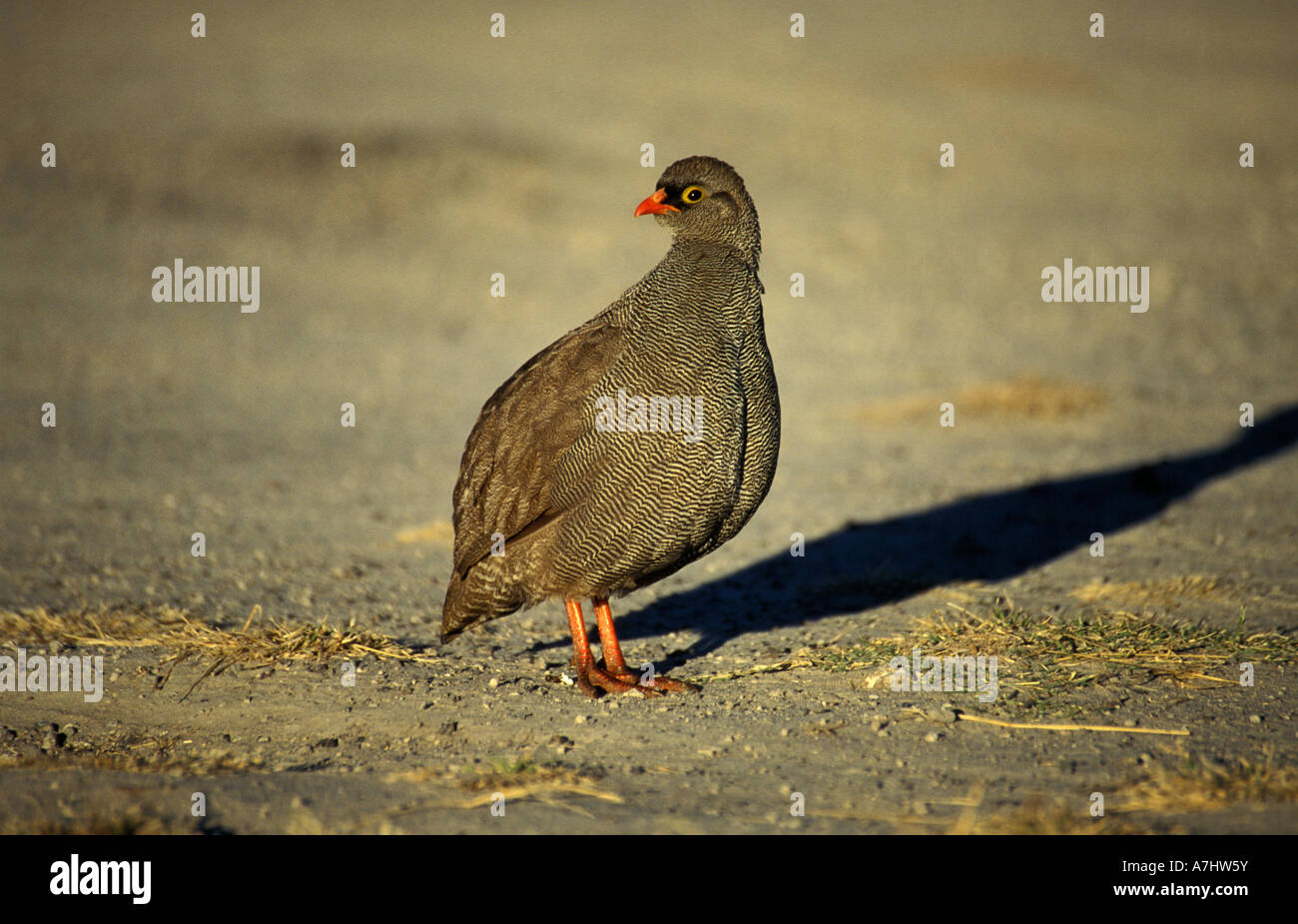 Red-billed spurfowl Pternistes adspersus Hwange National Park Zimbabwe ...