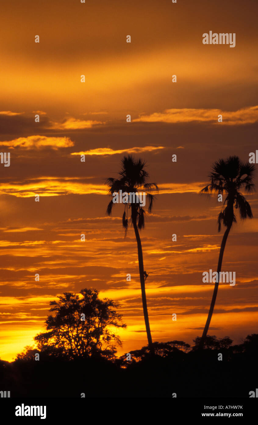Indigenous tree zimbabwe hi-res stock photography and images - Alamy