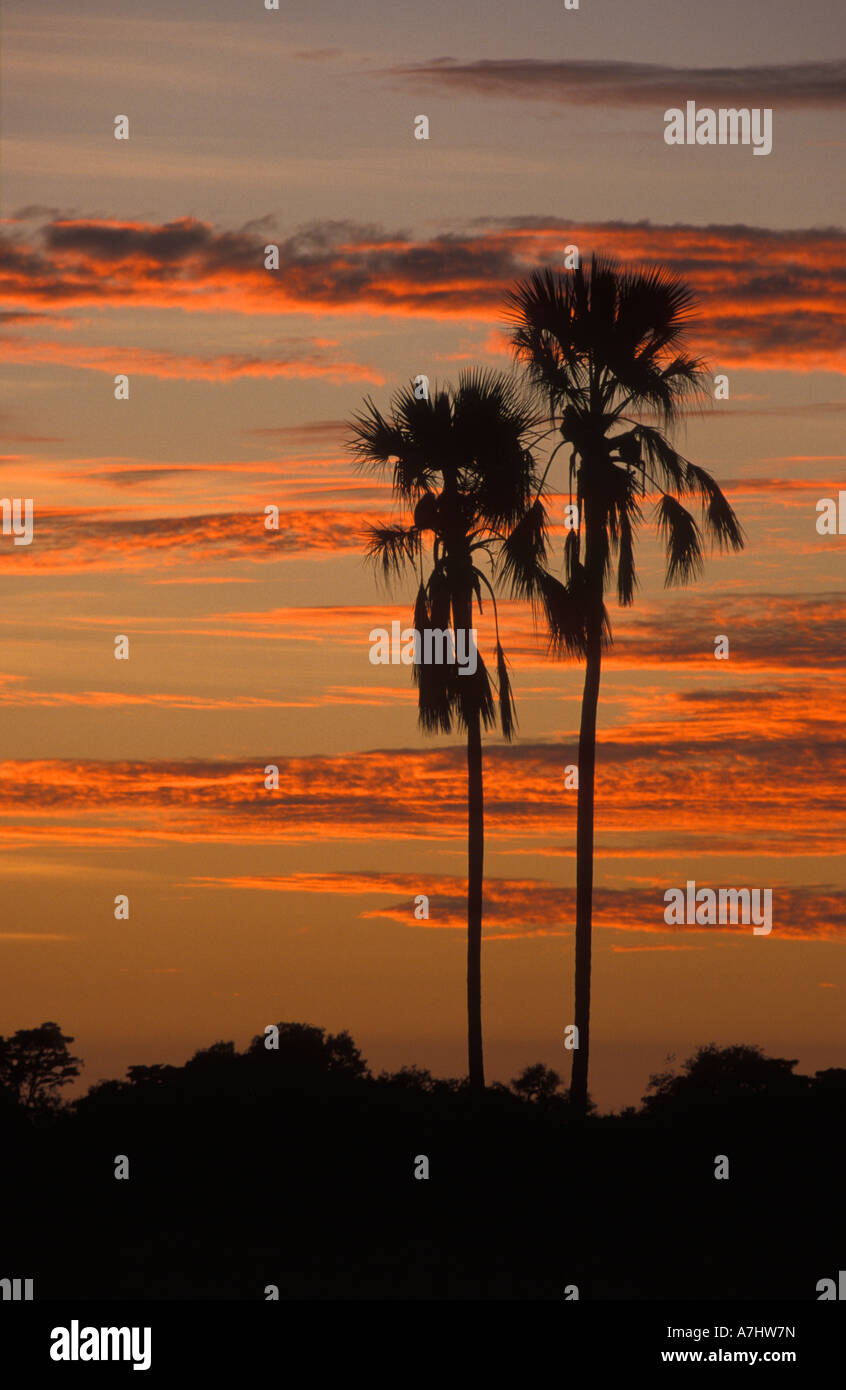 Ilala palms hi-res stock photography and images - Alamy