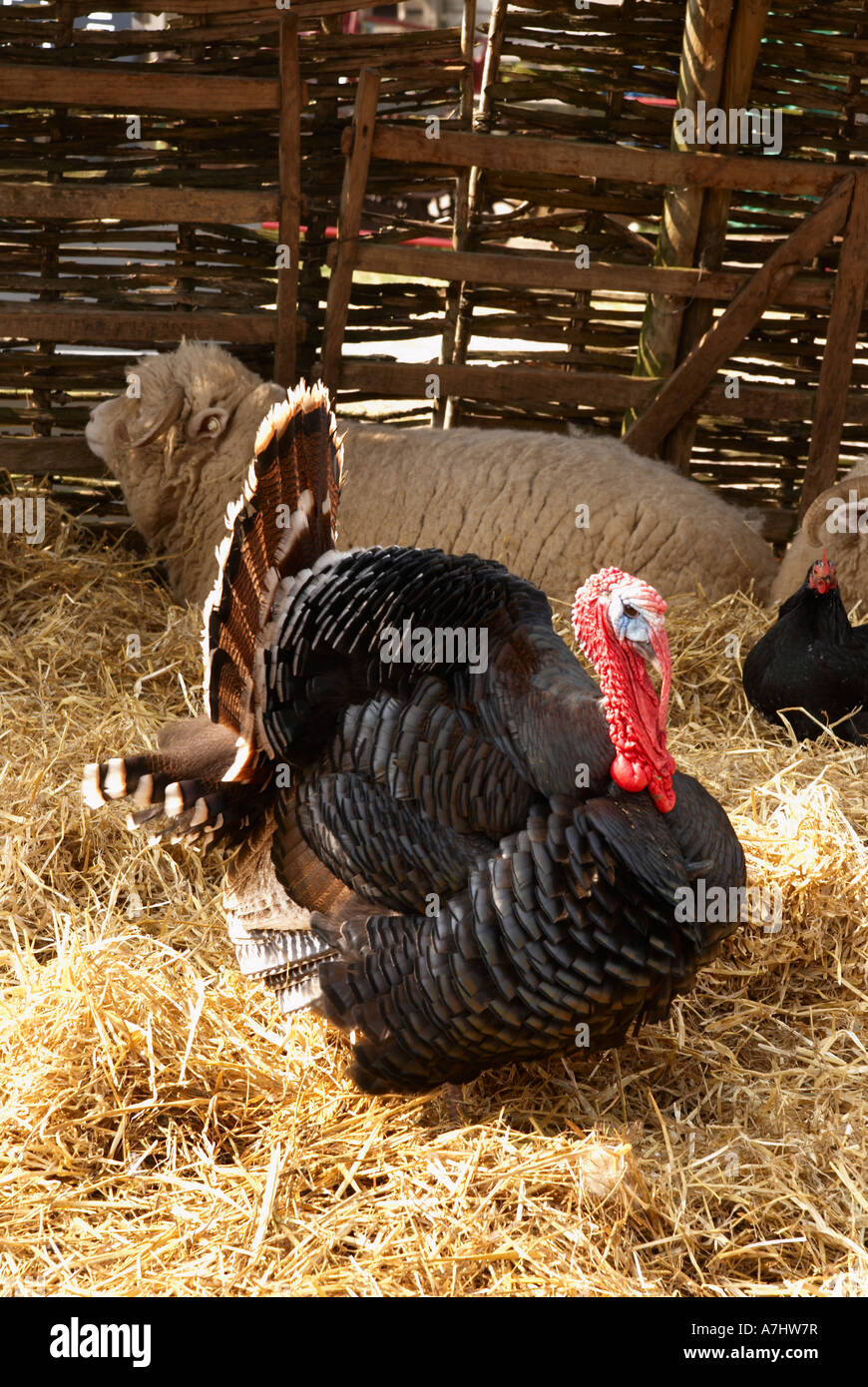 Norfolk Black stag turkey displaying to frighten off potential enemies ...
