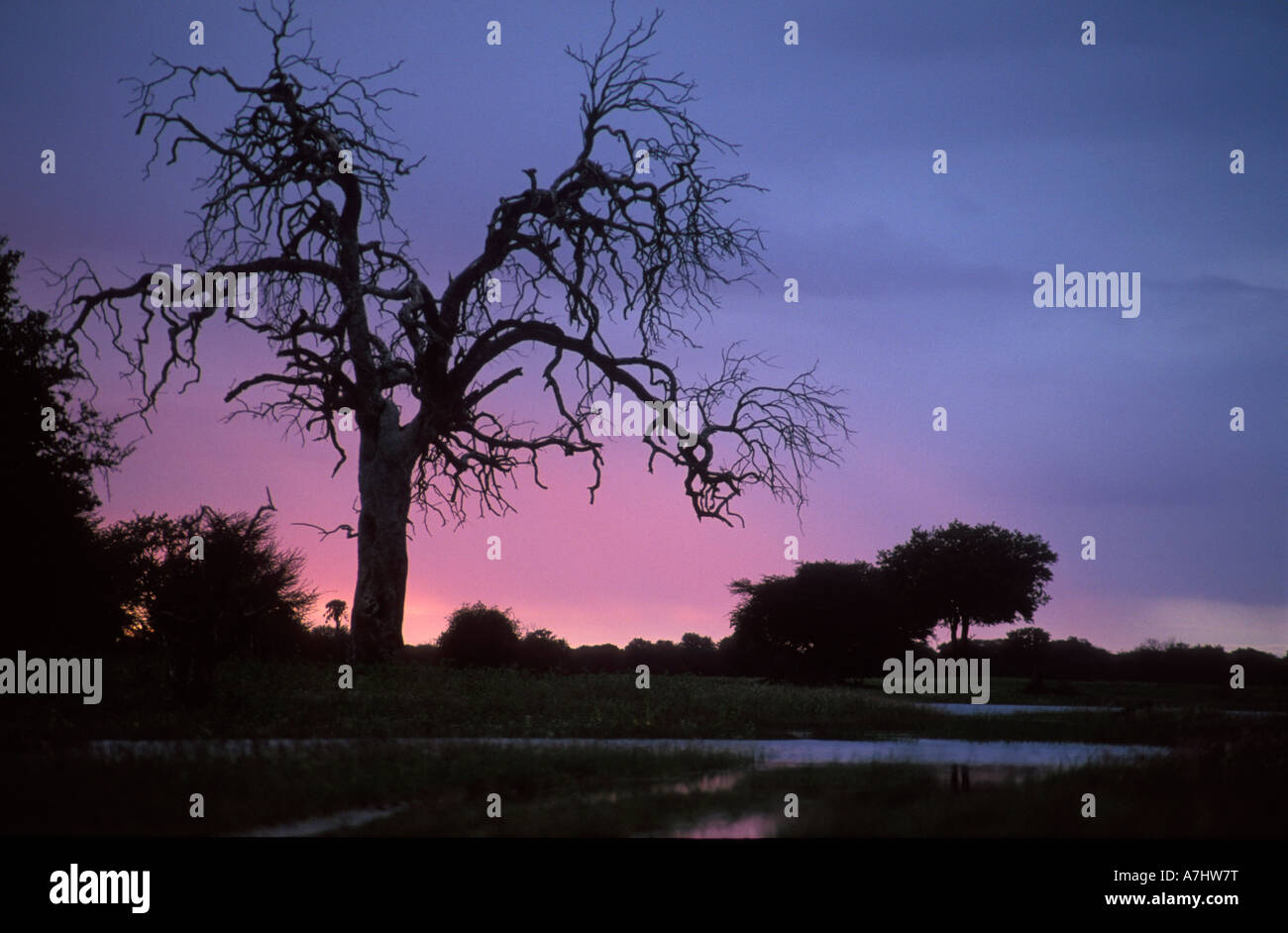 Hwange national park zimbabwe trees hi-res stock photography and images ...