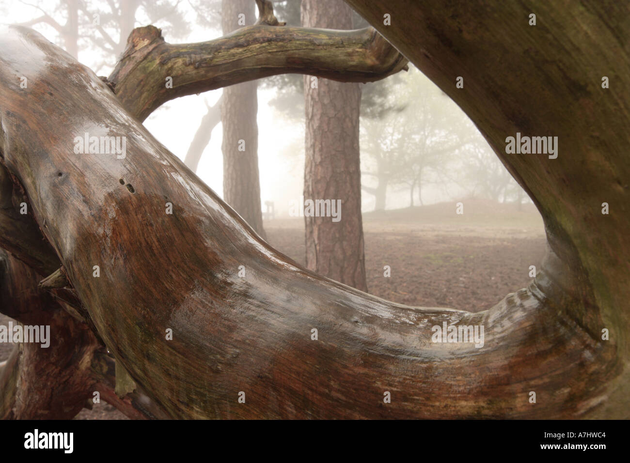 wet shiny fallen tree stripped of bark in misty wood Stock Photo - Alamy