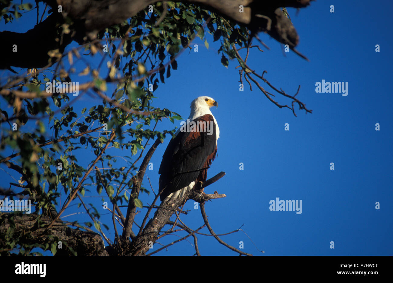 African Fish Eagle Haliaeetus vocifer Matobo National Park Zimbabwe ...