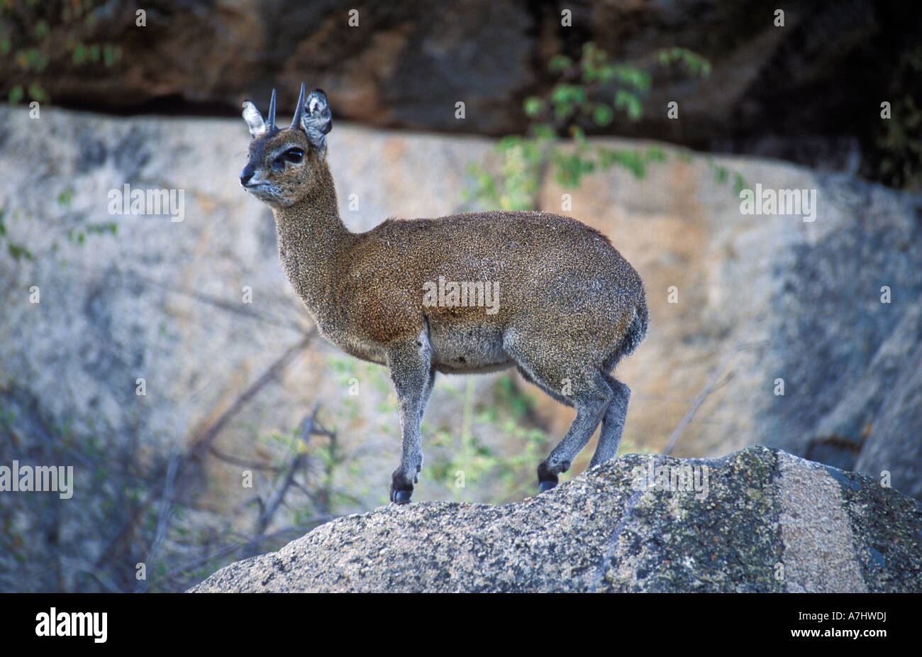 Klipspringer Oreotragus oreotragus Matobo National Park Zimbabwe Stock ...