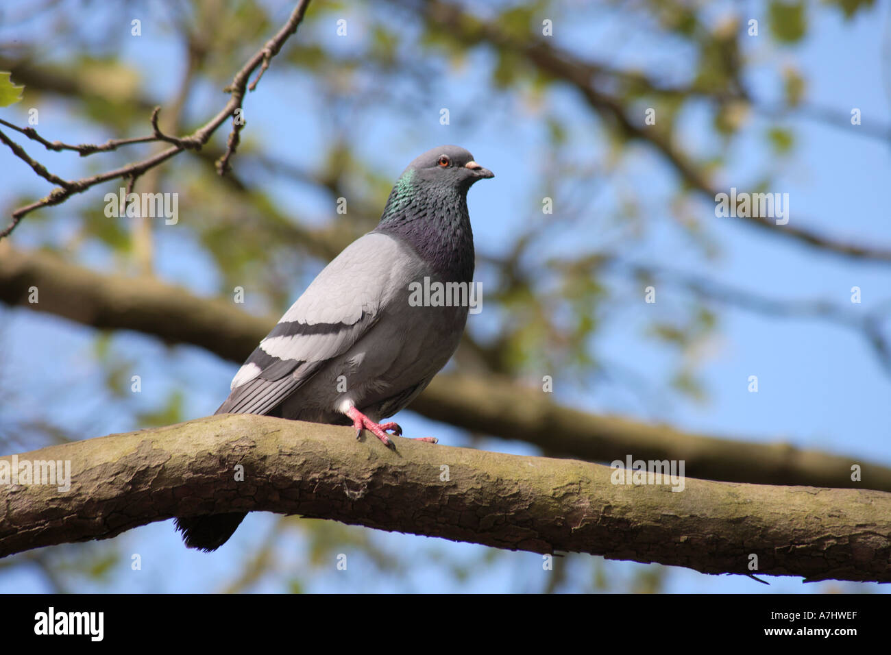 Homing pigeon uk hi-res stock photography and images - Alamy