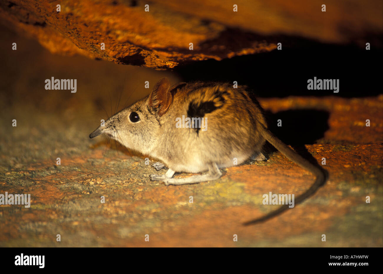 Rock elephant shrew Elephantulus myurus Matobo National Park Zimbabwe ...