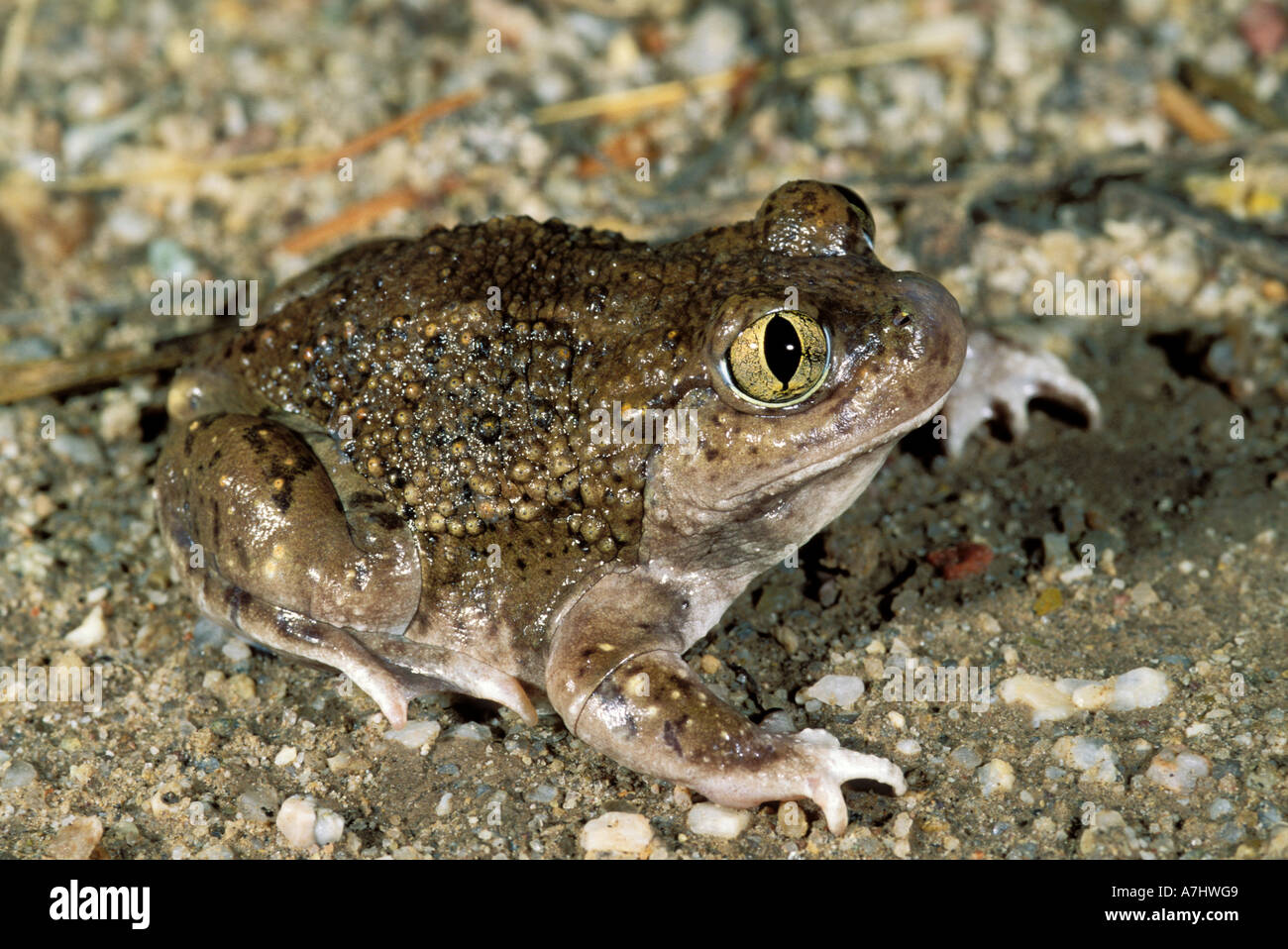 Western spadefoot hi-res stock photography and images - Alamy