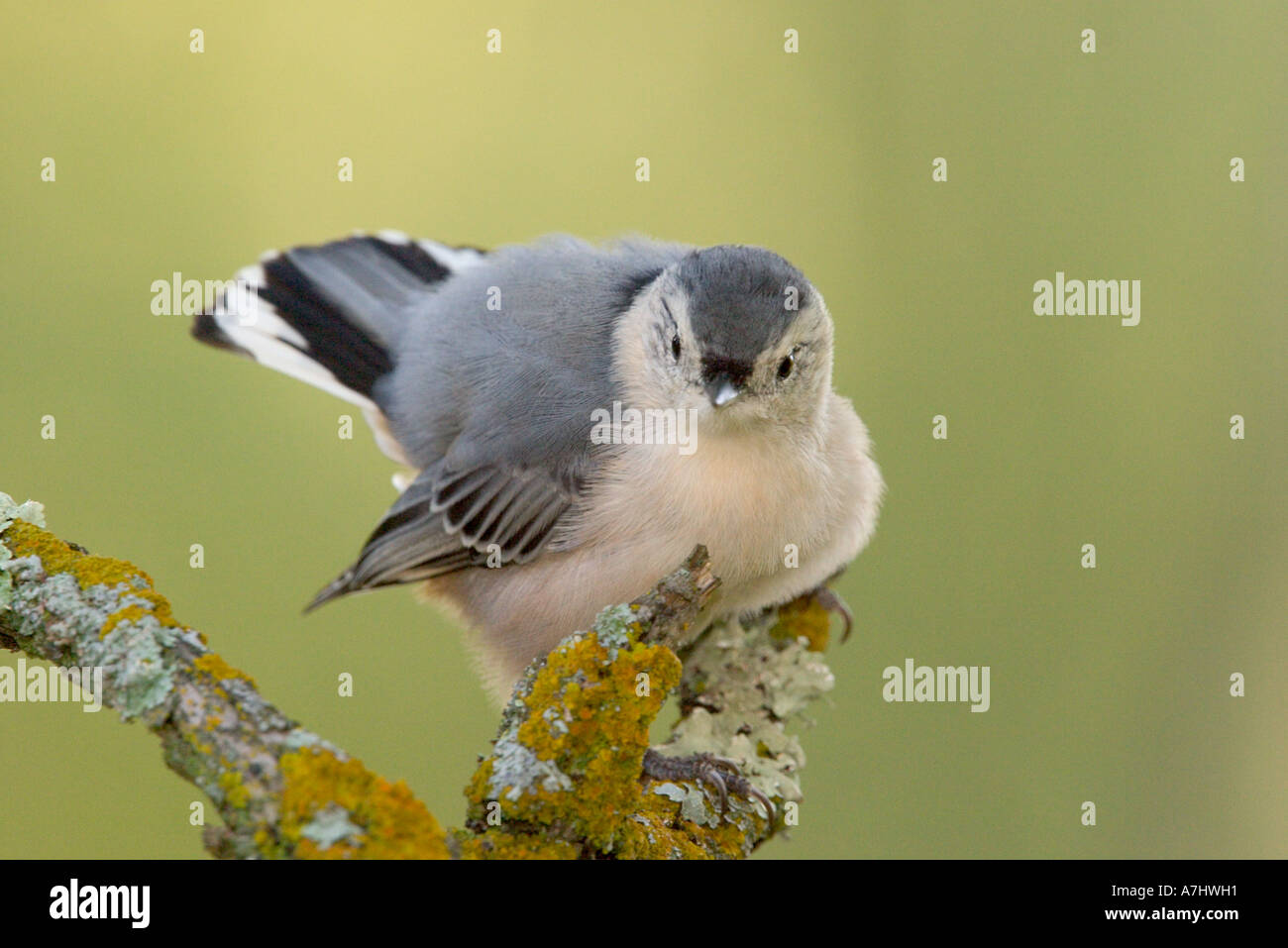 White breasted Nuthatch Juvenile female Stock Photo - Alamy