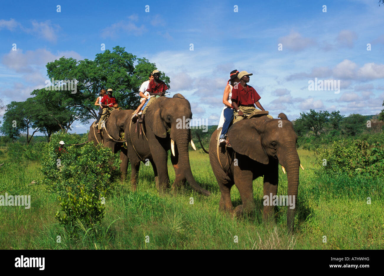 Elephant back safari Victoria Falls Zimbabwe Stock Photo - Alamy