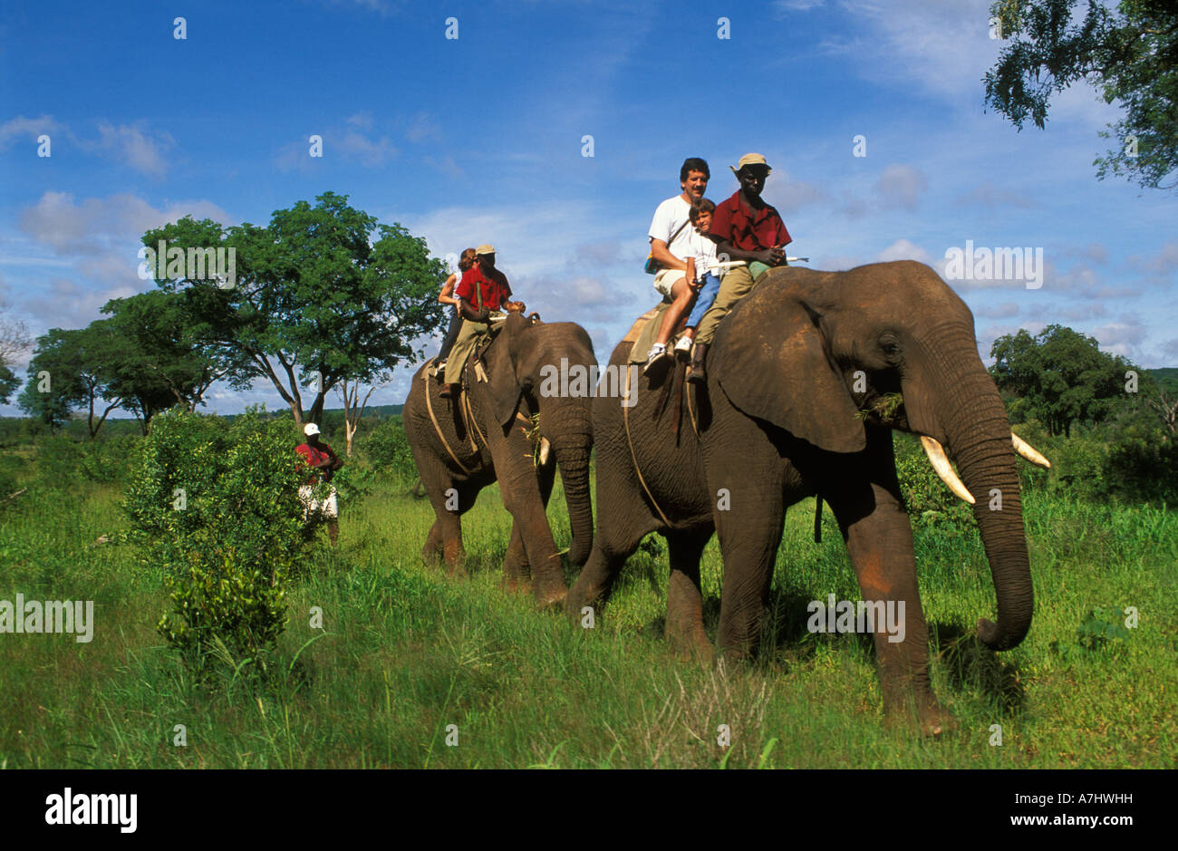 Zimbabwean safari adventure hi-res stock photography and images - Alamy
