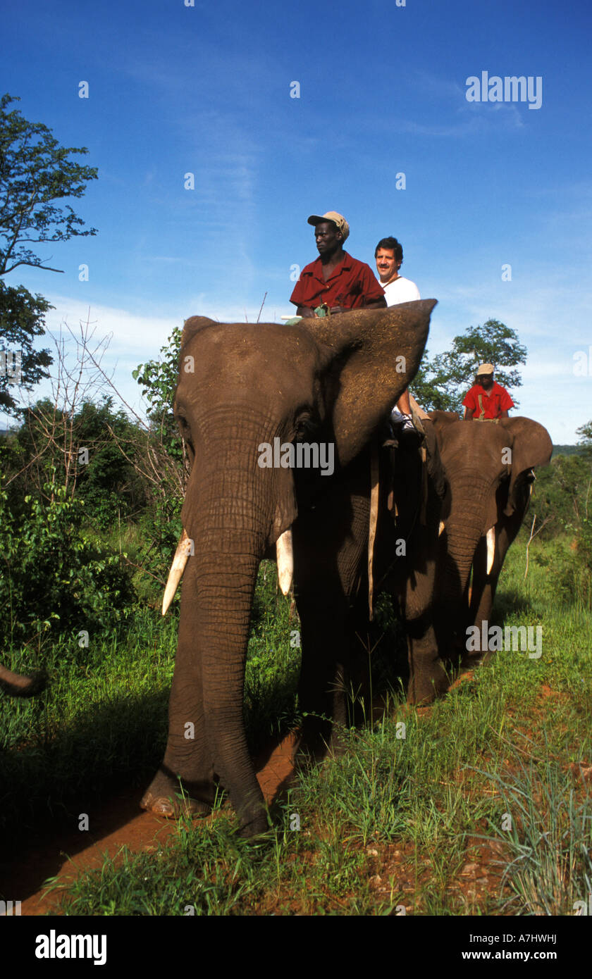Elephant back safari Victoria Falls Zimbabwe Stock Photo - Alamy