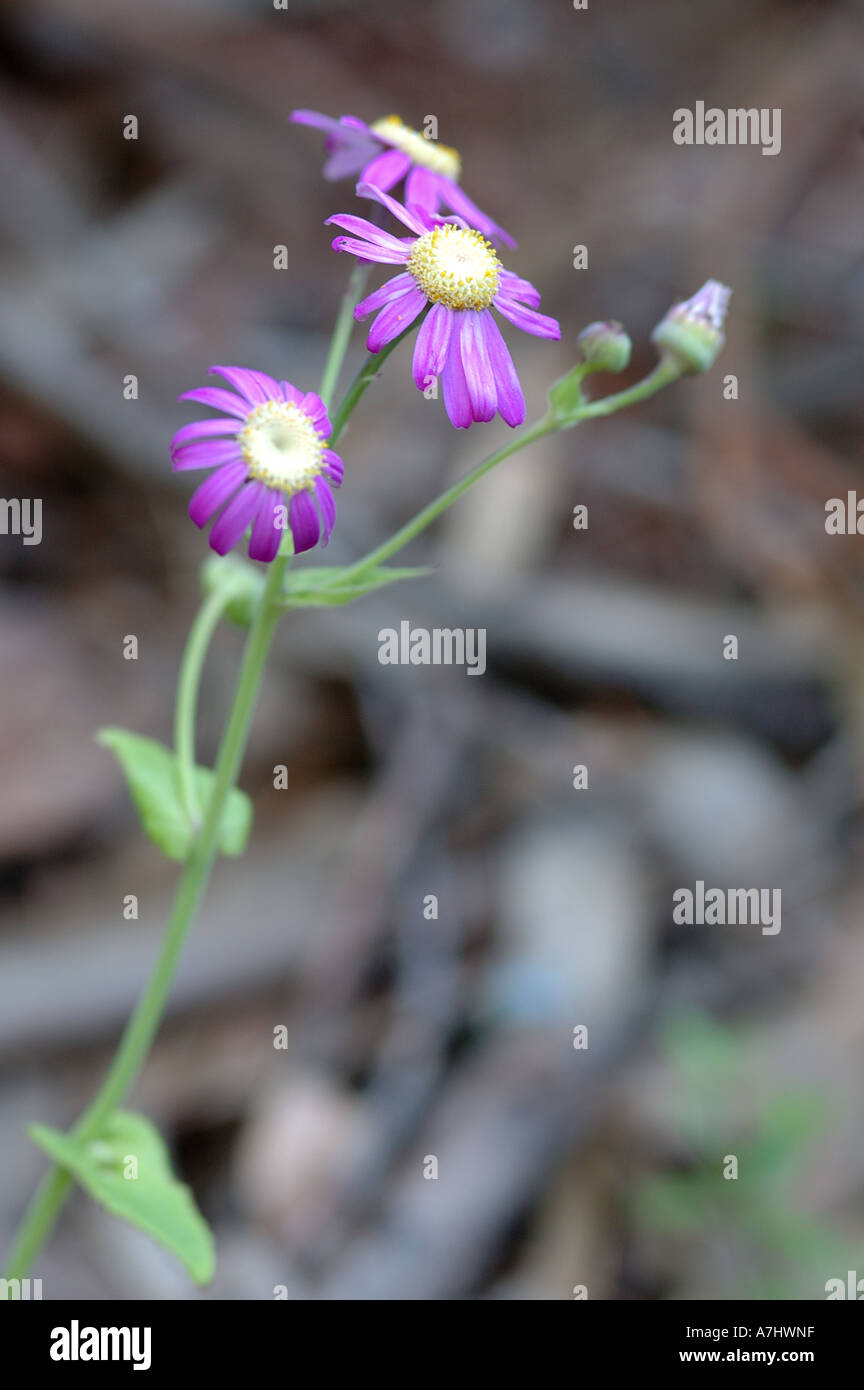 purple daisy flower Stock Photo - Alamy