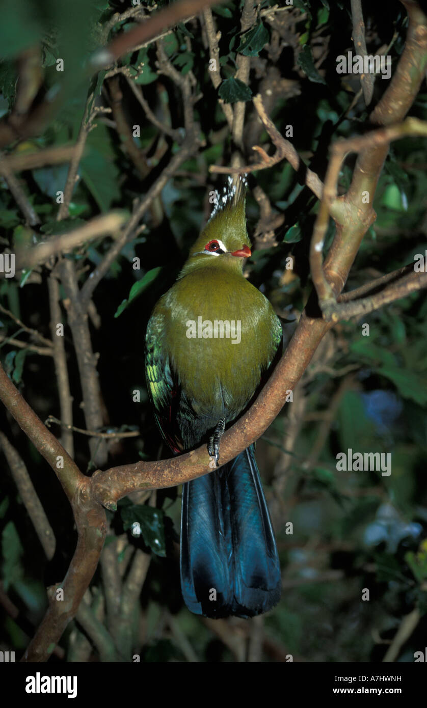 Livingstone's Turaco Tauraco livingstonii Zimbabwe Stock Photo - Alamy