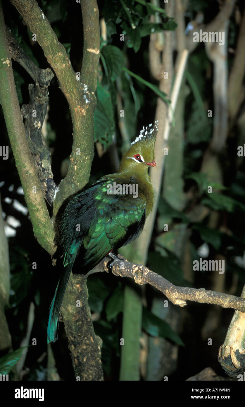 Livingstone's Turaco Tauraco livingstonii Zimbabwe Stock Photo - Alamy