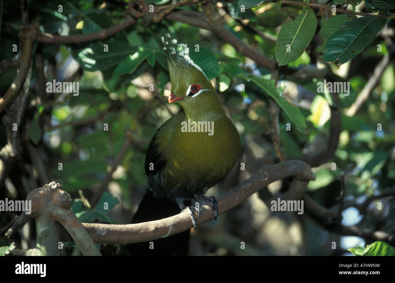 Livingstone's Turaco Tauraco livingstonii Zimbabwe Stock Photo - Alamy