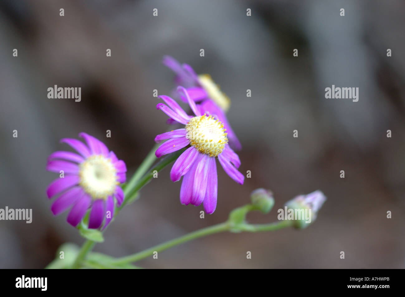 purple daisy flower Stock Photo - Alamy