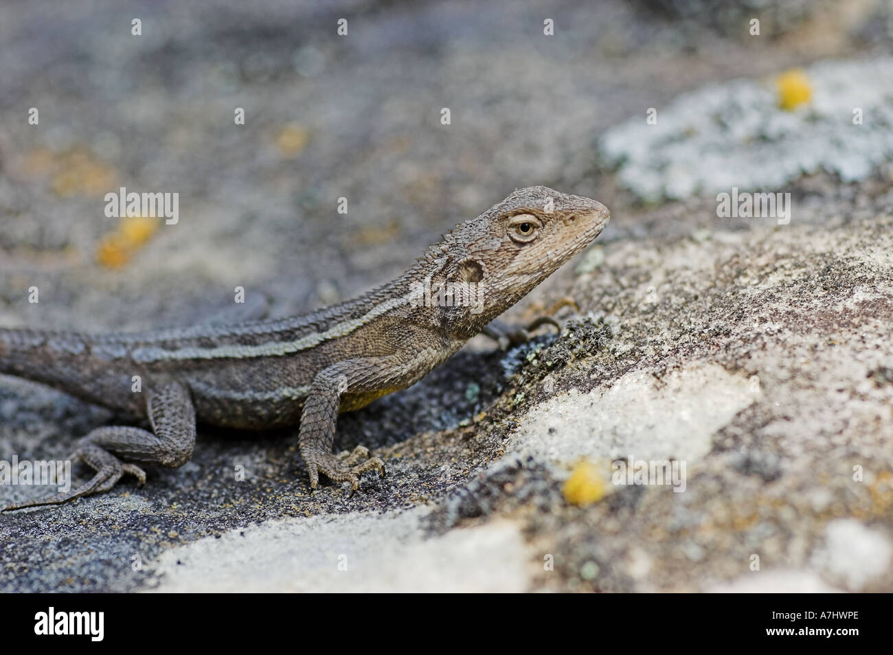 dragon on rock Stock Photo - Alamy