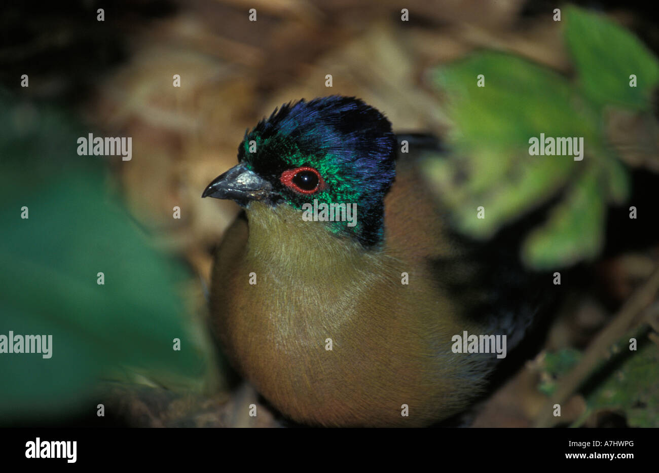 Purple-crested turaco Gallirex porphyreolopha Zimbabwe Stock Photo - Alamy
