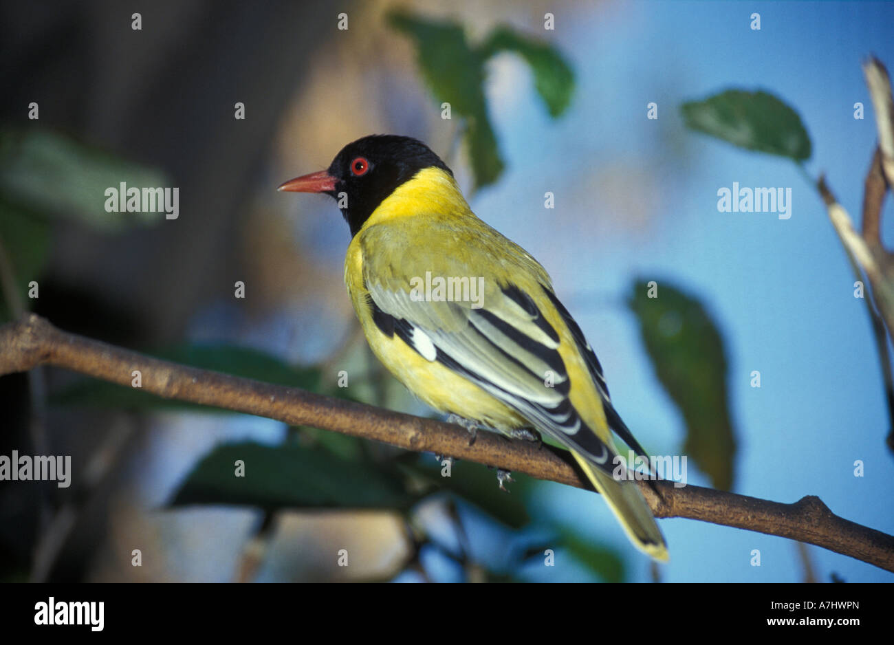 African oriole hi-res stock photography and images - Alamy