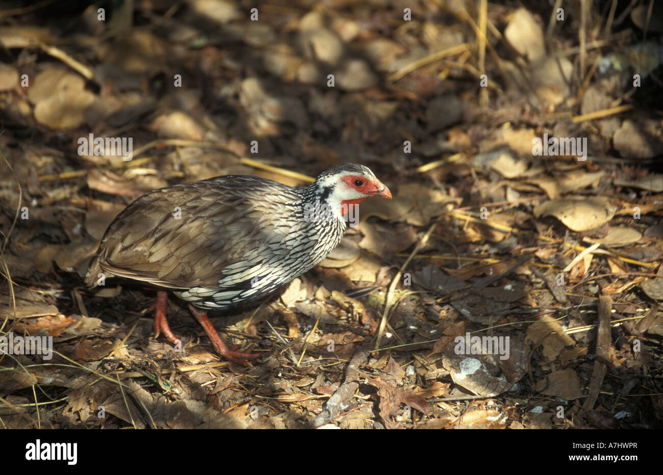 Red-necked spurfowl Pternistes afer Zimbabwe Stock Photo - Alamy