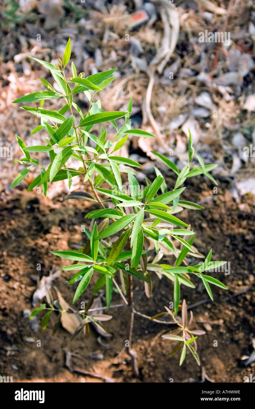 Farm scenes in india hi-res stock photography and images - Alamy