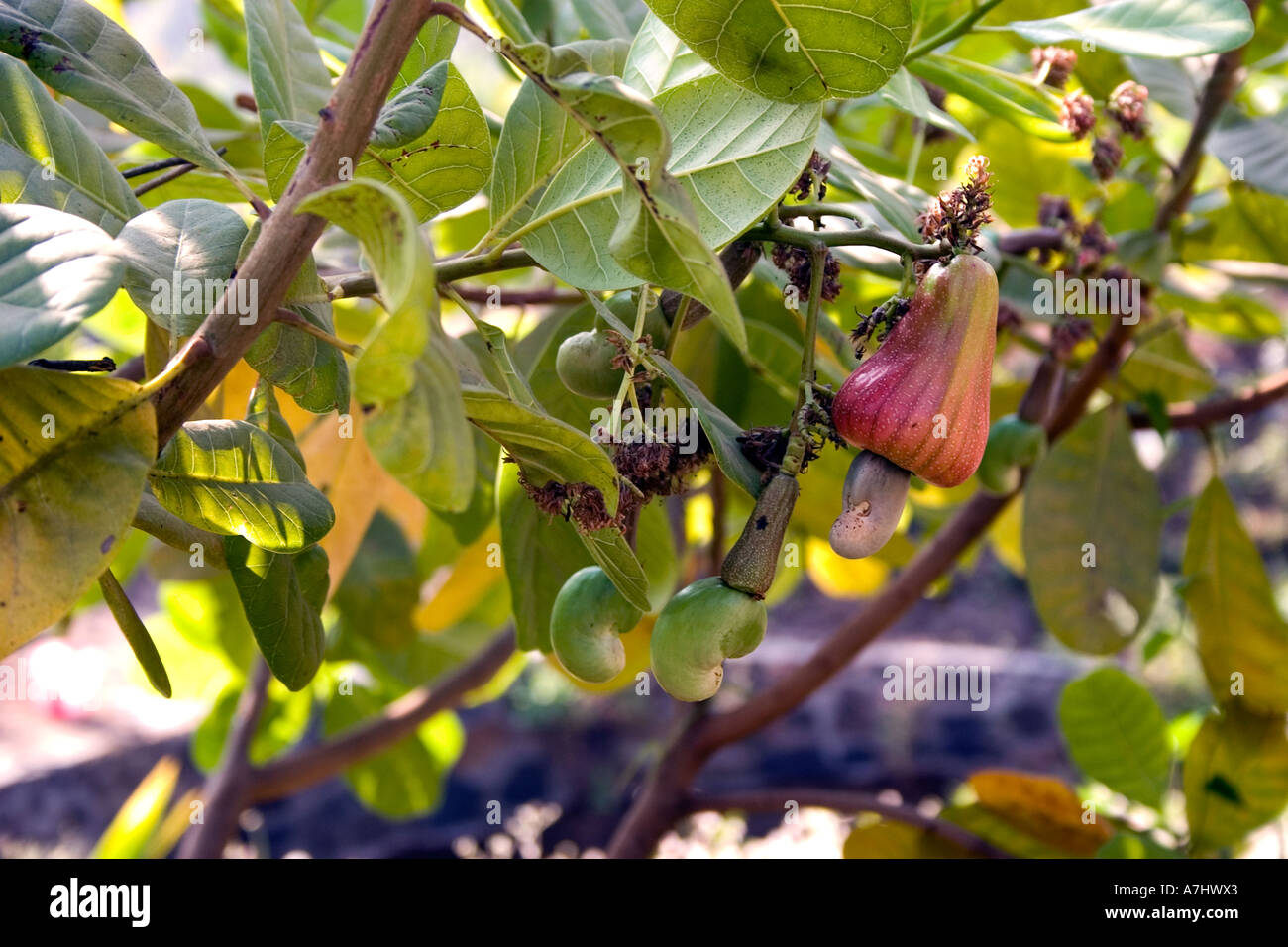 Cashew nuts growing at a farm in India Stock Photo - Alamy