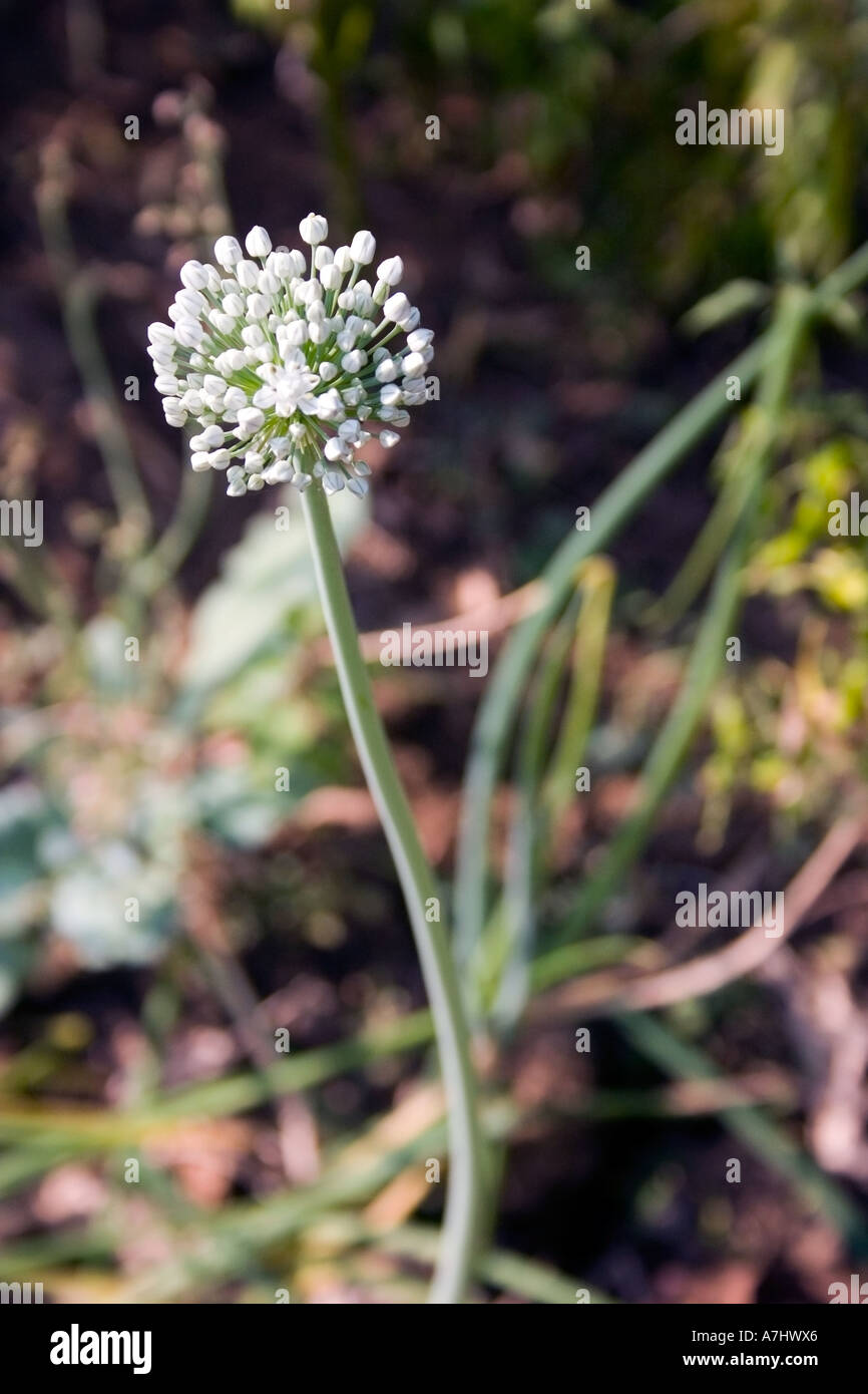 The Onion plant growing at a farm in India Stock Photo - Alamy