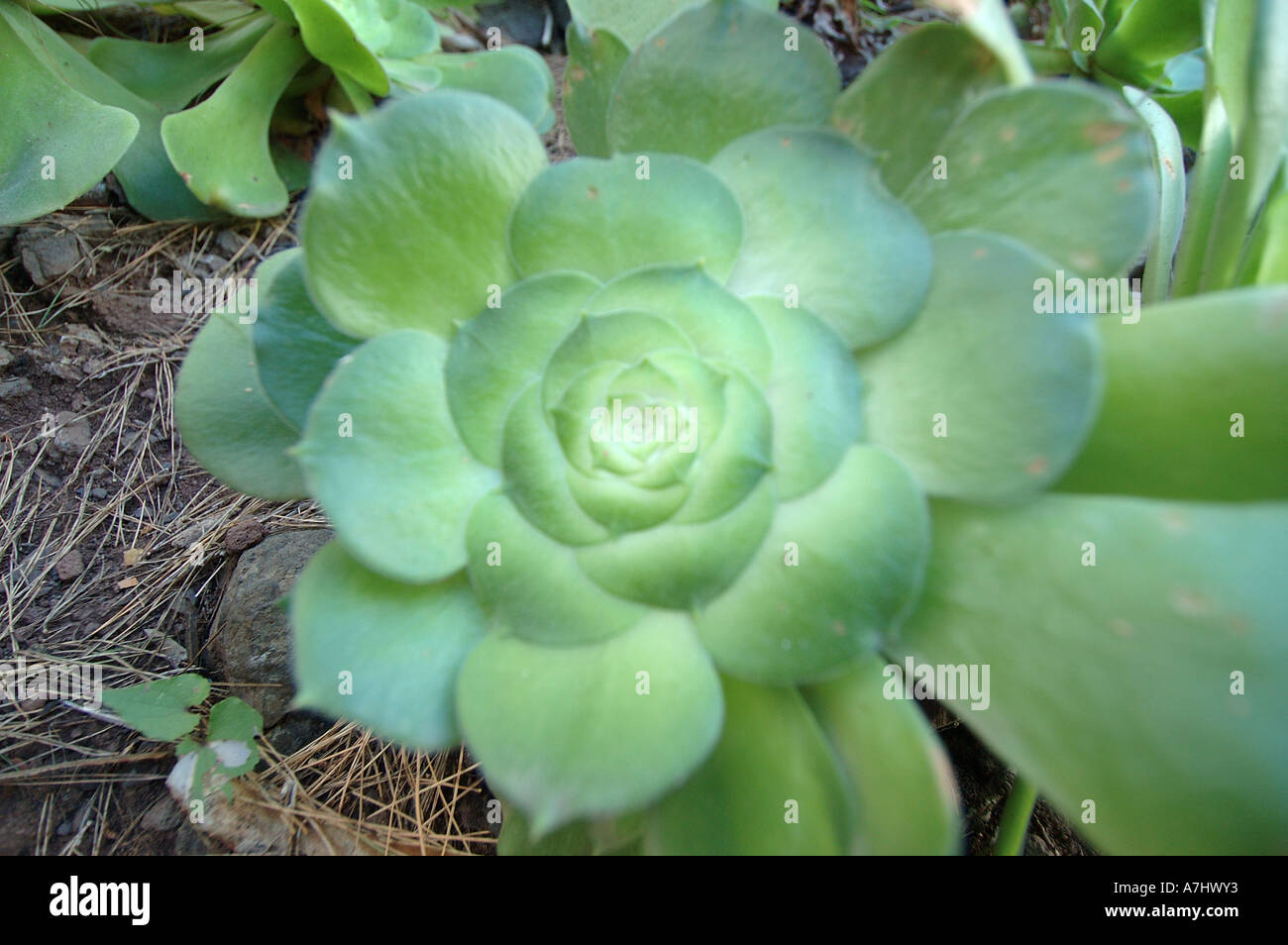 Cabbage type hi-res stock photography and images - Alamy